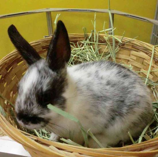 Rabbit for Sale - Pet Palace of New City