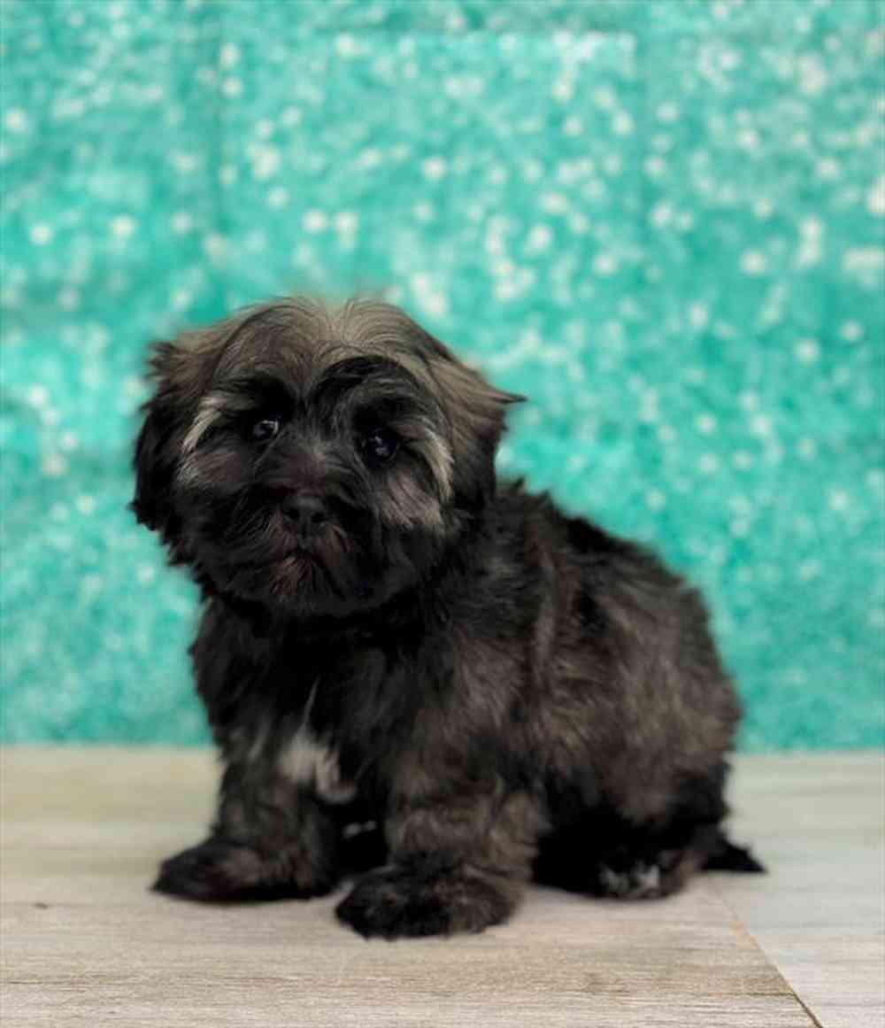 Havanese-Mini Schnauzer Puppies for sale - Pet Palace of New City