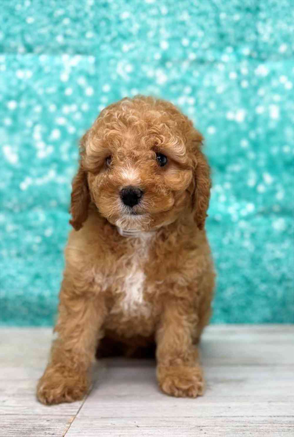 Cockapoo Puppies for sale - Pet Palace of New City
