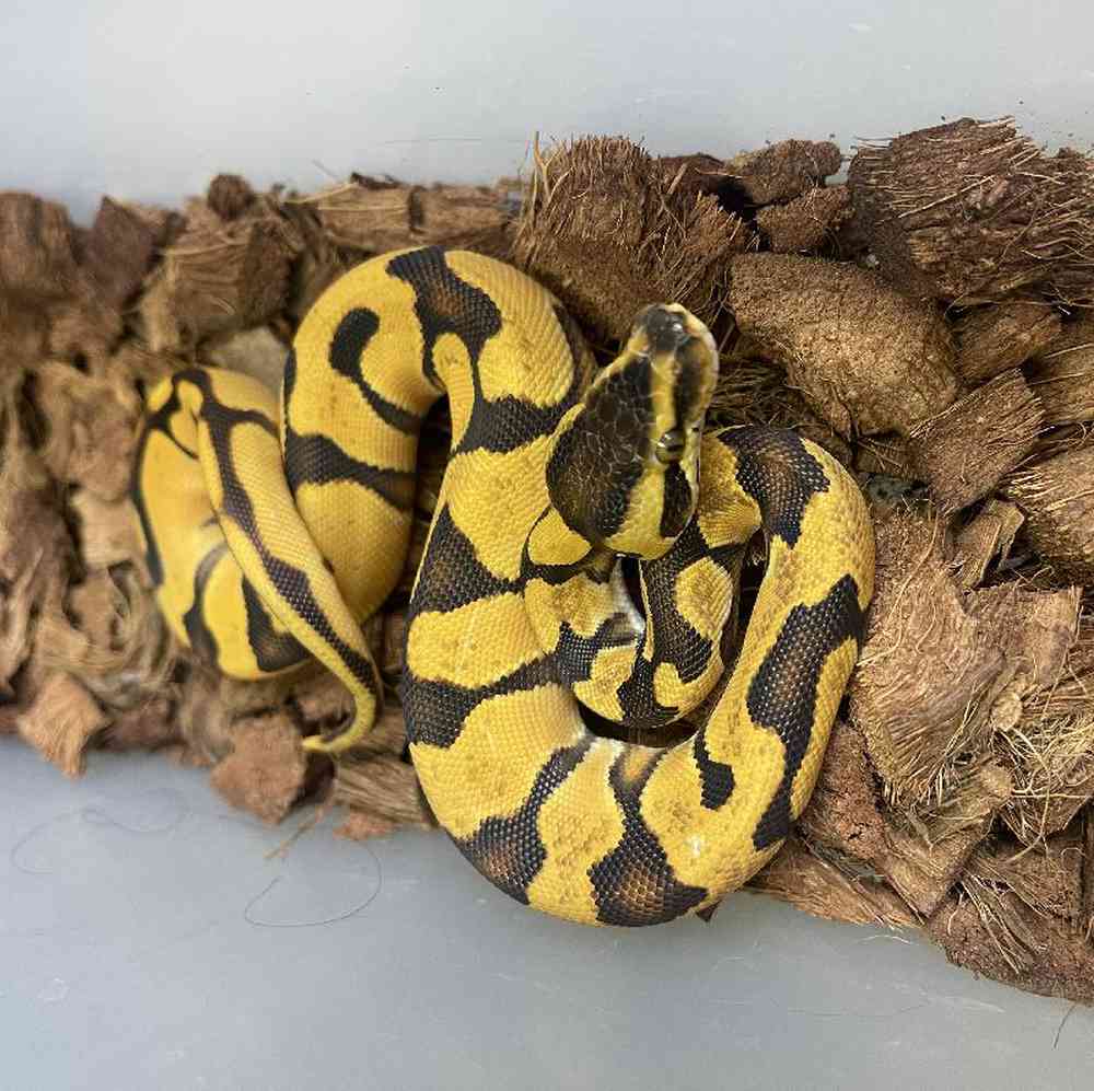 Ball Python Reptiles for sale - Pet Palace of New City